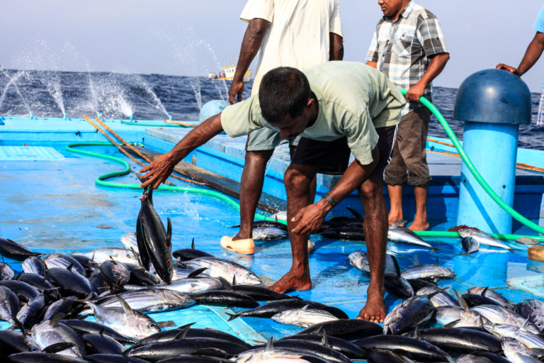 Sri Lanka increases import duty on Maldivian fish – The Times of Addu
